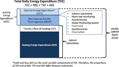 What is my REE..aka Resting energy expenditure: ANOTHER MANAGEMENT ...