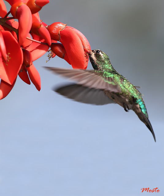 AVES NUESTRAS: PICAFLOR COMÚN