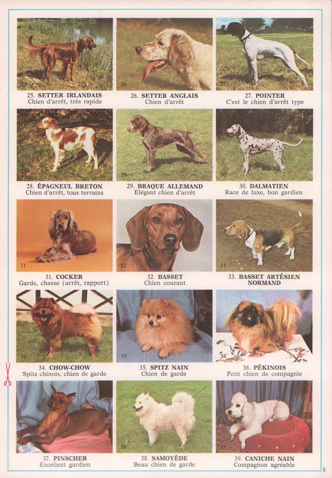 Leçons de choses: Documentation scolaire 143 : Les animaux domestiques