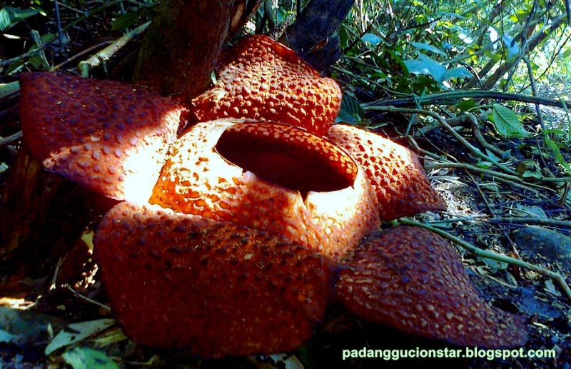 BUNGA RAFFLESIA MEKAR di PADANG GUCI HULU, KAUR, BENGKULU - Padangguci ...