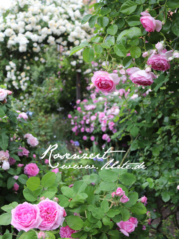 Elfenrosengarten: Rosengelee, Rosarium, Rosengarten, Rosen, Rosen ...