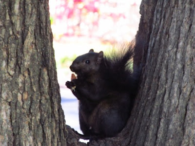 Teena in Toronto: White squirrel in Trinity Bellwoods Park, Toronto, ON