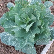 Planting Cole Crops Step-by-Step - garden favorite