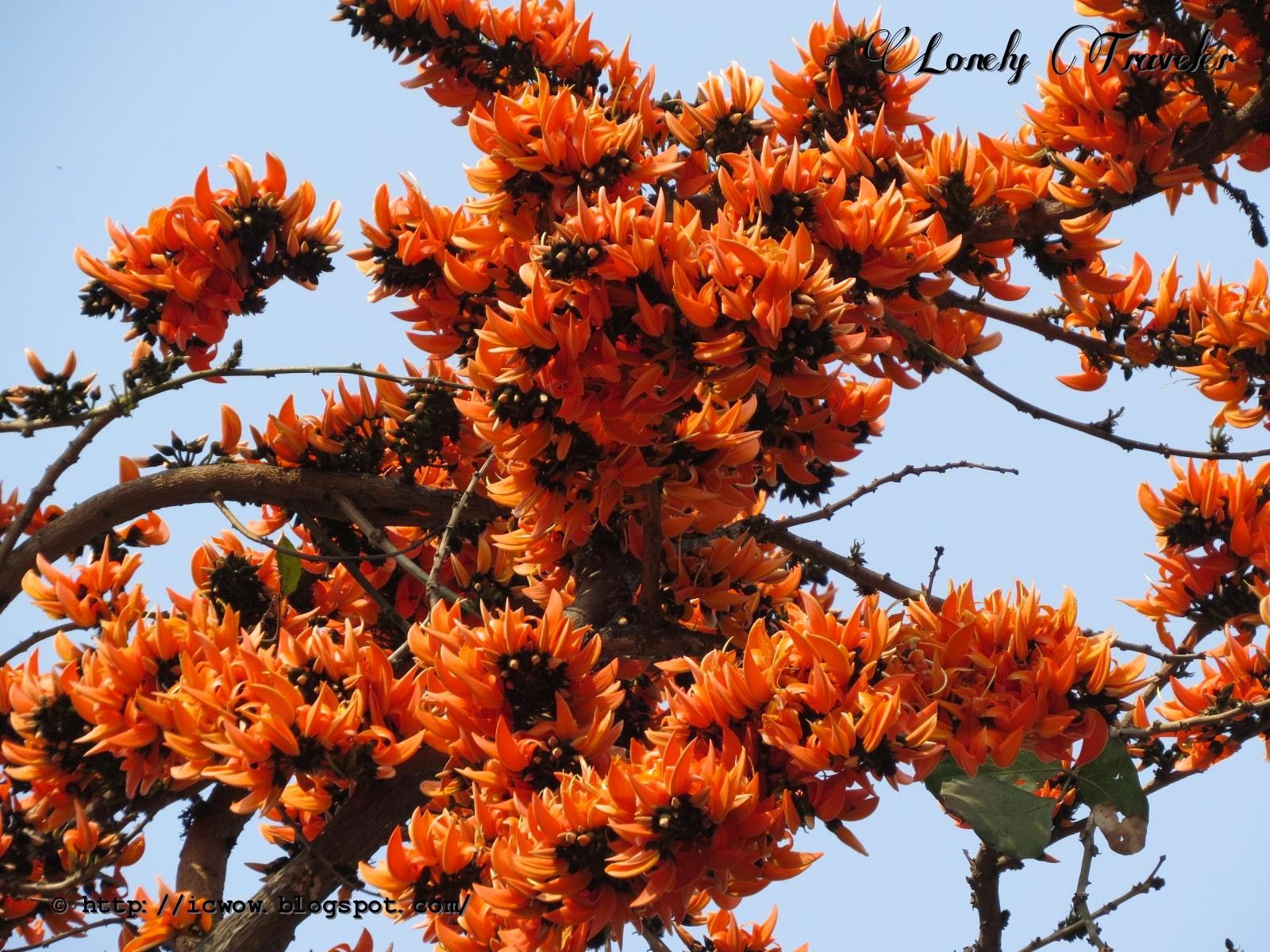 Flame of the Forest - Butea monosperma