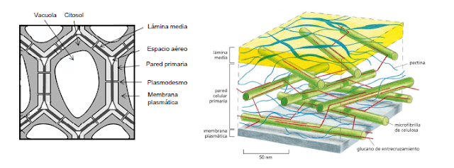 Biologia: Tema 1 Biologia Celular 2ºBiologia