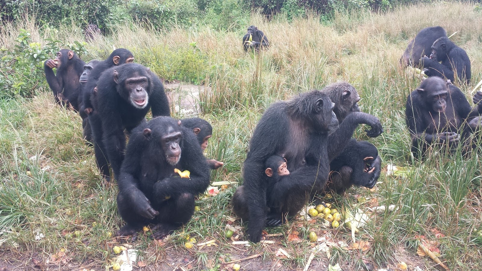 The Zambian Analyst: Chimfunshi: The World's Largest Chimpanzee Orphanage