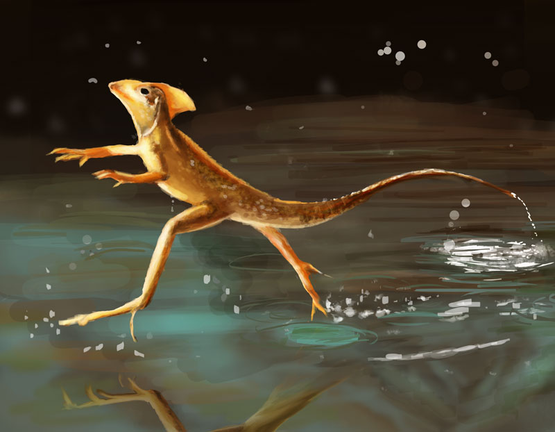 DertyPaws Blog: Basilisk lizard study