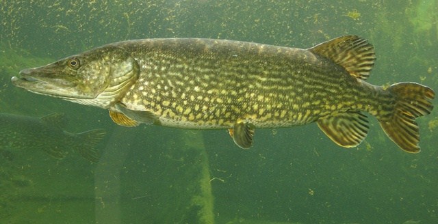 A.P.F.A ASOCIACION DE PESCADORES FURTIVOS ALBACETEÑOS: El Lucio (Esox ...