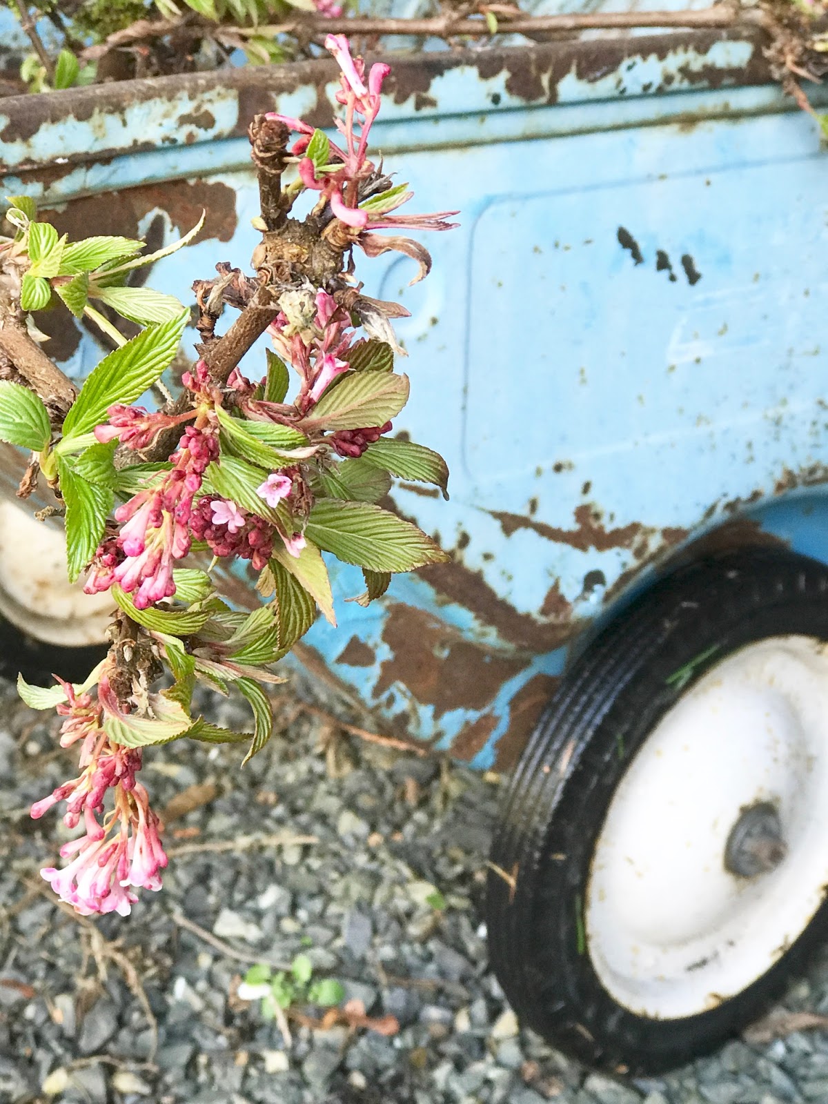 Little Farmstead: A Weathered Wheelbarrow and Edible Nests...