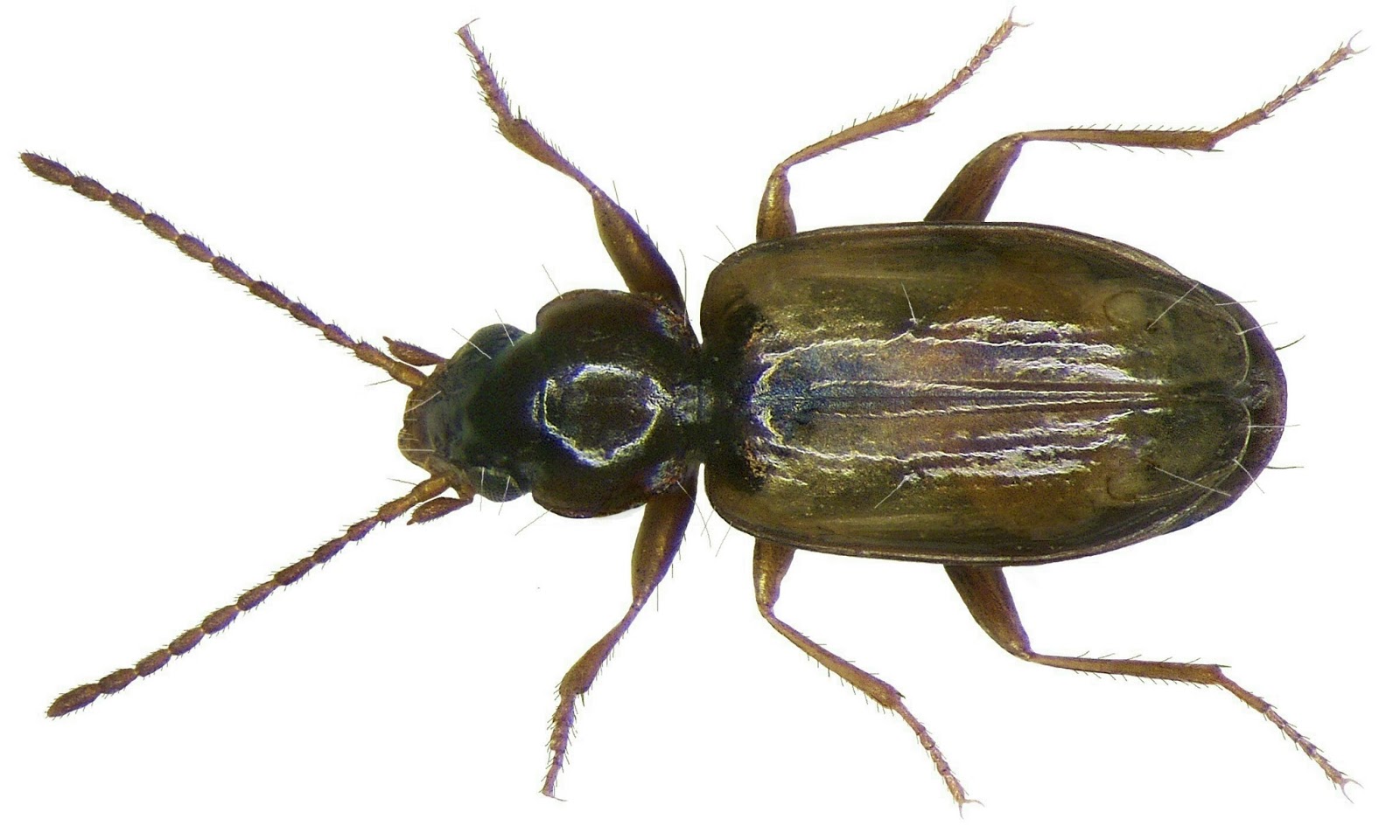 Variety of Life: Tachyina