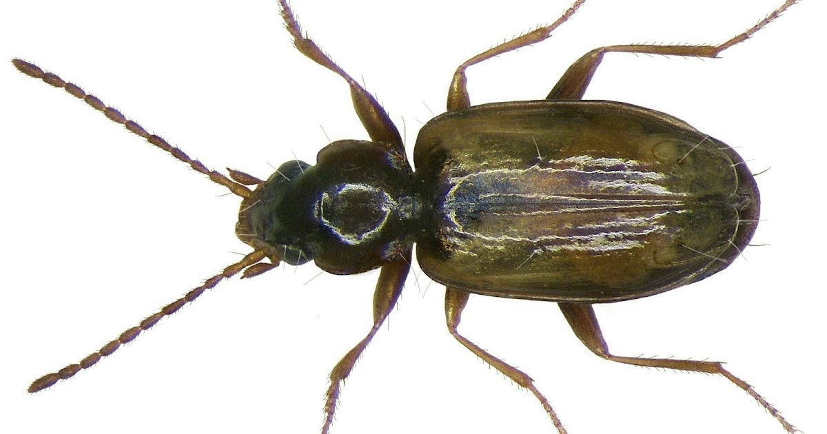 Variety of Life: Tachyina