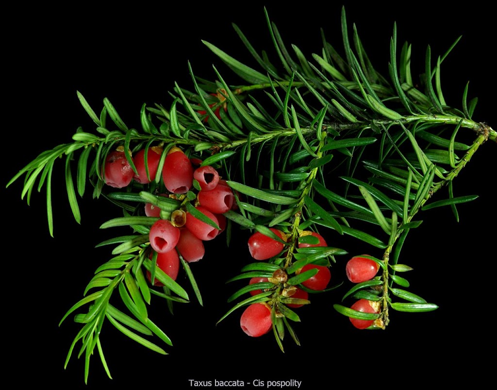 Plant Gallery - Encyklopedia Roślin: Taxus baccata - Cis pospolity