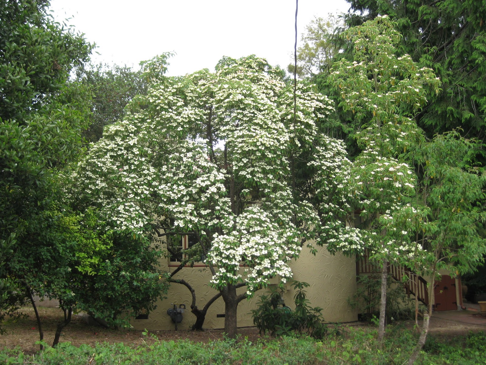 Trees of Santa Cruz County: Cornus capitata - Evergreen Dogwood