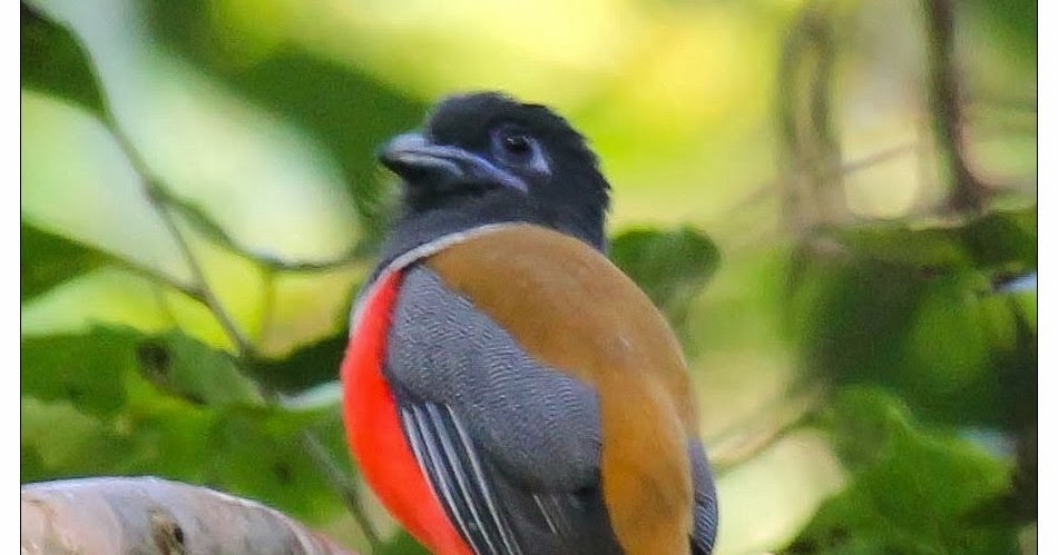 Wilderness Tales from Odisha: Hill Birds of Odisha