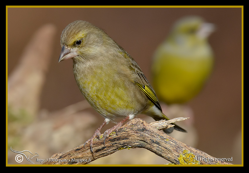 WILDLIFE GATEWAY: Verdier d'Europe