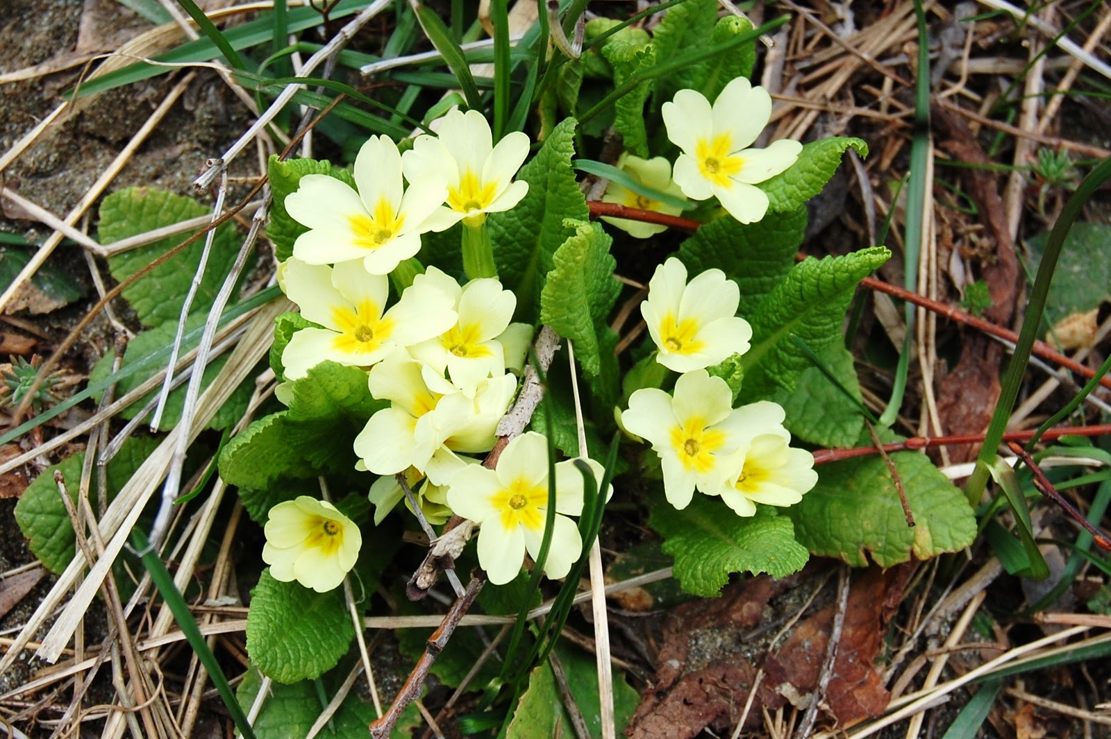 Plantas: Beleza e Diversidade: Primaveras (Primula vulgaris)