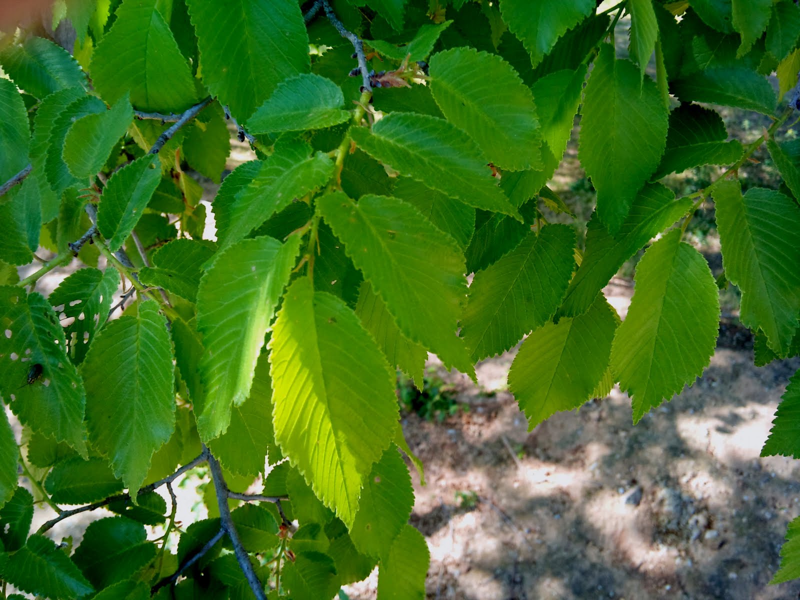 Árboles con alma: Olmo. Om. (Ulmus minor) Árboles con alma: Olmo. Om. (Ulmus minor)