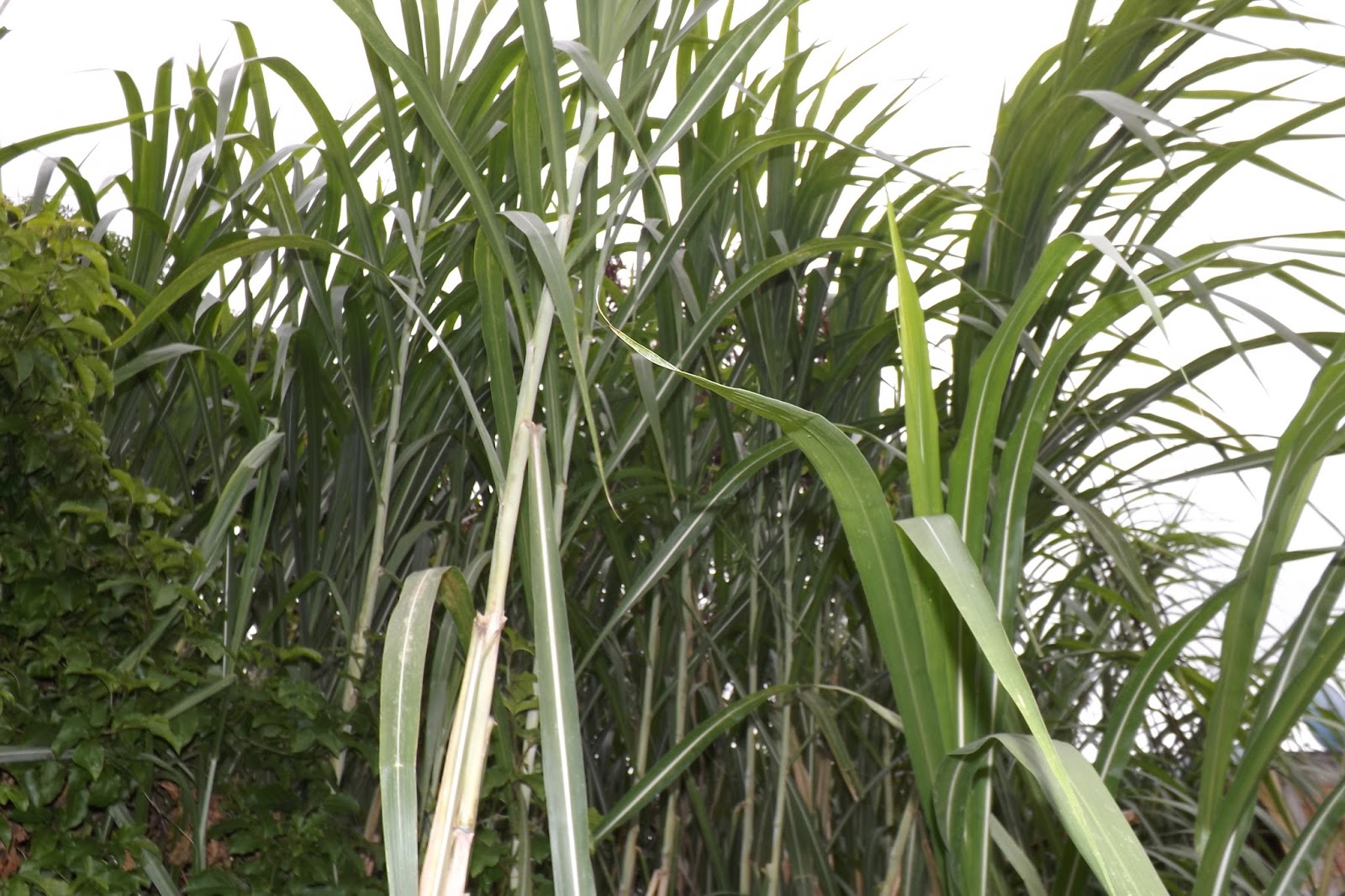 Pasto Maralfalfa, Chilmaral, altos rendimiento en forraje para tu ...
