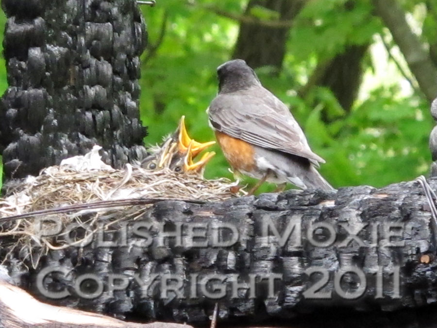 Frizzle Emu Bird in Paradise Behind Chicken Wire Card and Hungry Mouths ...