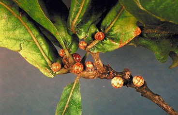 Scarlet Worm, The dvd release - helperomatic