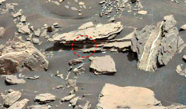 UFO SIGHTINGS DAILY: Jelly Fish Animal Found In NASA Mars Photo, Sept ...