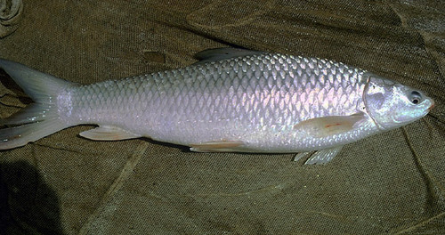 Bangladesh Development Studies: Freshwater Fish of Bangladesh