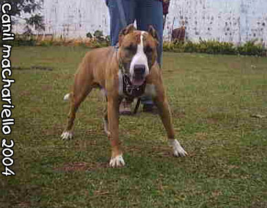 Blog Interessante: Dogue brasileiro - Brazilian dogo - Brazilian dogge