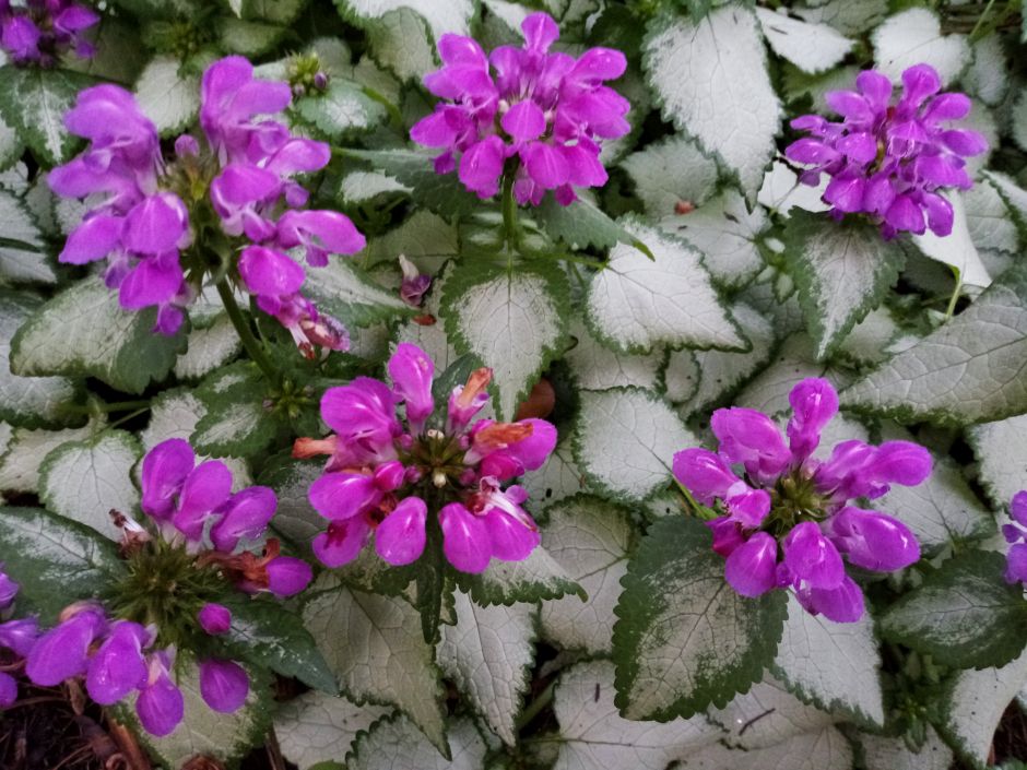 Future Plants by Randy Stewart: Lamium