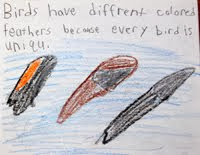 Discover Birds: A fun Interactive Bird Poster