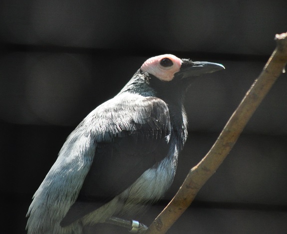 ZOOTOGRAFIANDO (6.096 ANIMALS): COLETO / COLETO (Sarcops calvus)
