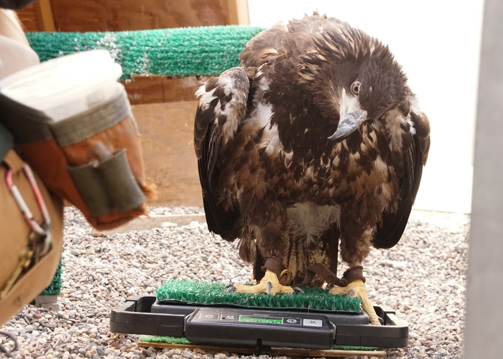 The Raptor Center: Freedom the Bald Eagle's Training Journal - Entry #1