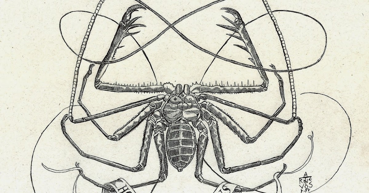 Estranho Mundo de Renactus Zoo: O Aracnídeo Trichodamon