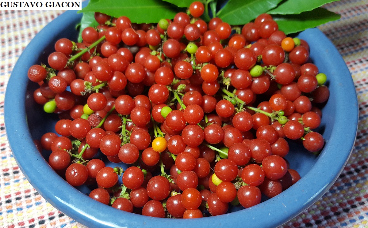 Viveiro Ciprest - Plantas Nativas e Exóticas: Chal-Chal ( Alophylus ...