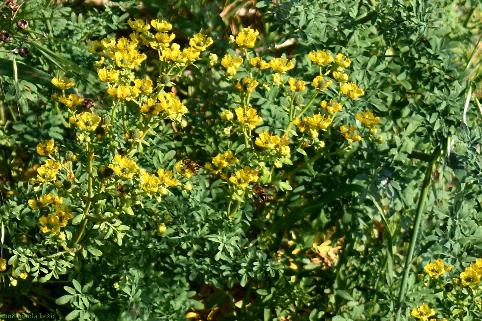 Ruta (ruta graveolens) - ISSA-VIS-Kut