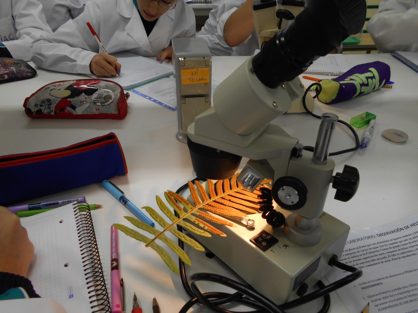 CIENCIABF: OBSERVACIÓN HELECHOS 2016