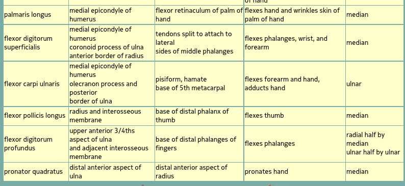 Physiotherapy: Muscles origin n insertion n their nerve supply with ...