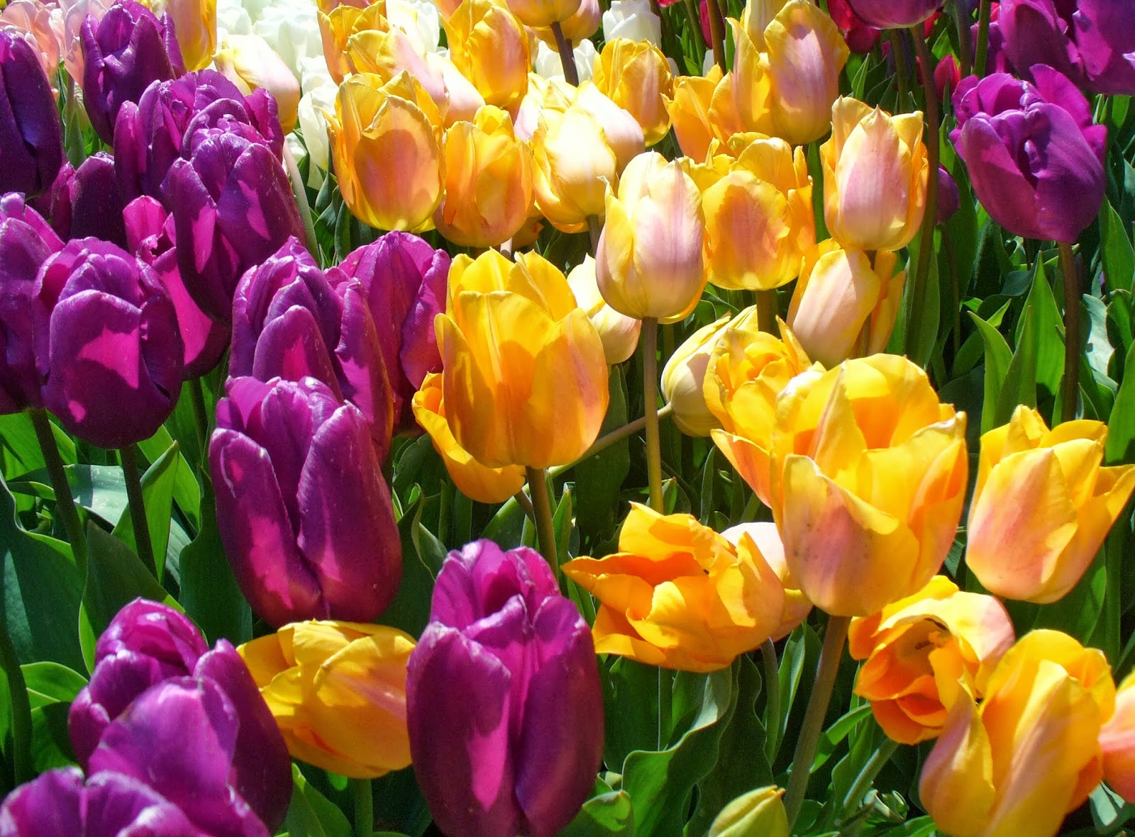 Spring Fireworks in 30 minutes – a bulb planting primer – Plant ...