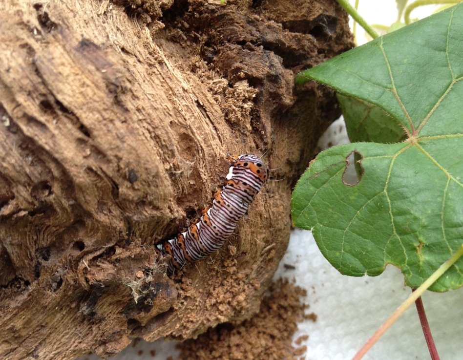 Springfield Plateau: Eight-spotted Foresters Pupate