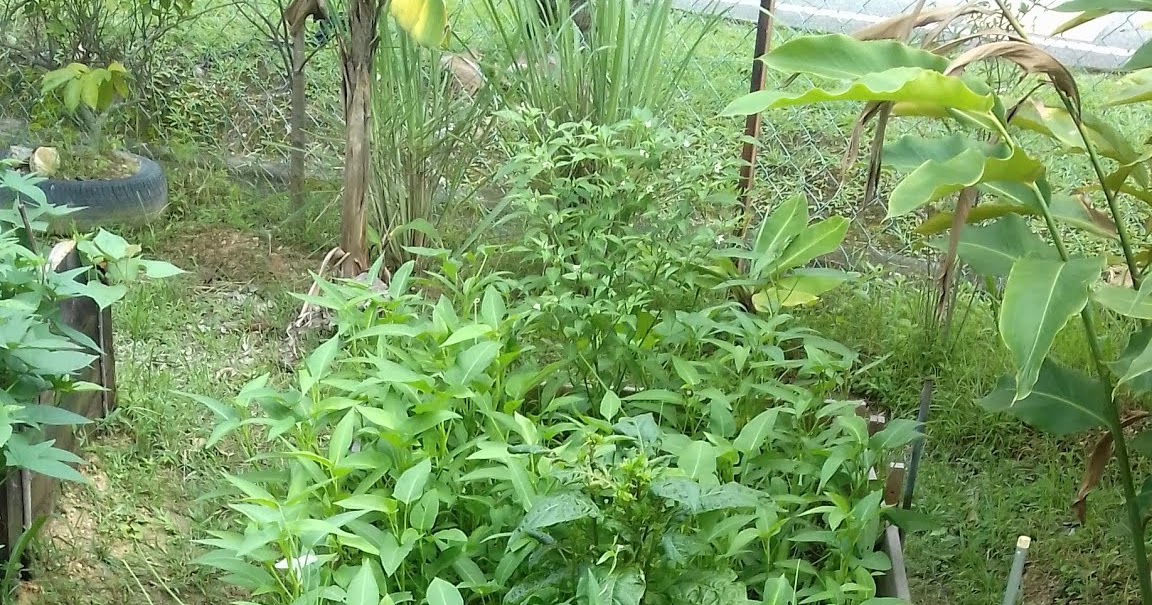 Jom Tanam Sayur ( JTS ) : Tuaian Batas TimbunJom Tanam Sayur (JTS ...