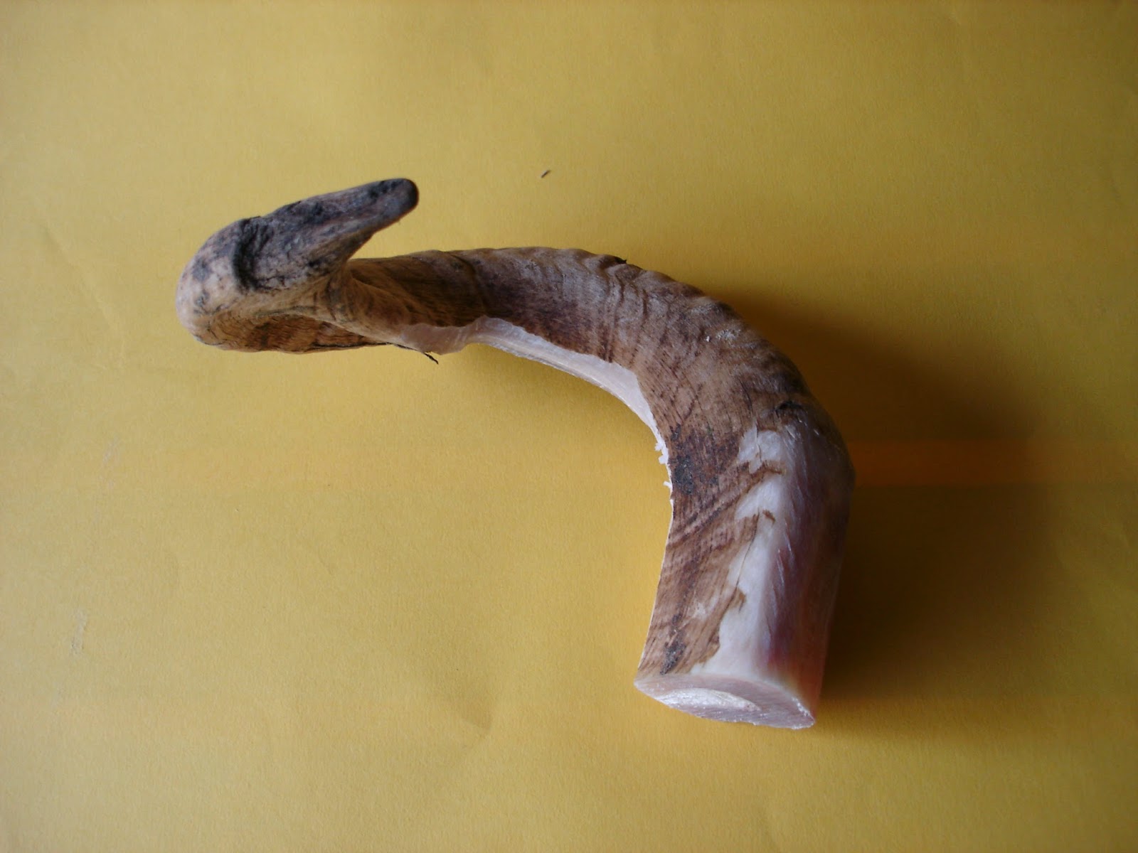 Woolshed 1: Shepherd's Crook. How to make a horn-headed crook