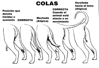 La cola de mi perro ¿Es una buena idea cortarla? - Veterinario SOS