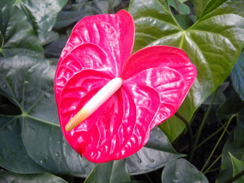 Best Flower In The World: Anthurium Flowers