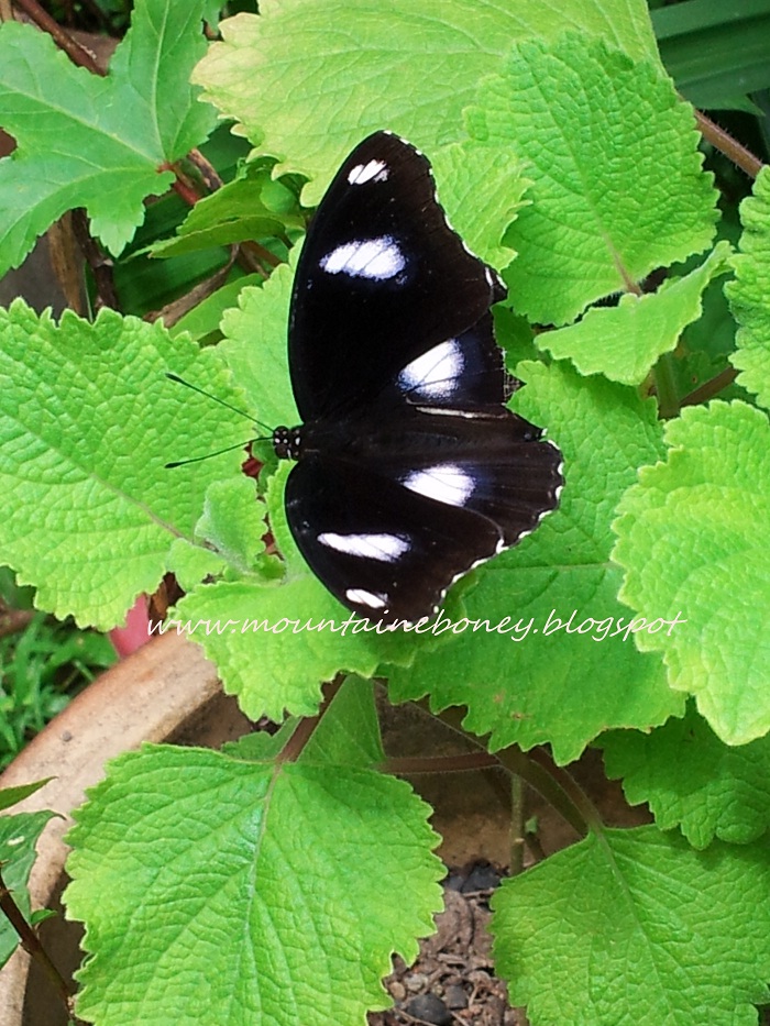 "SUKA SUKA ": Rama-Rama atau Kupu-Kupu?