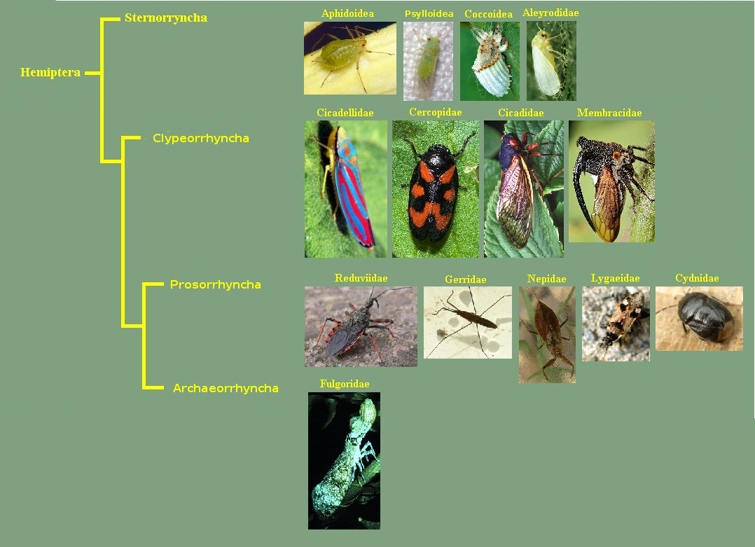 ENTOMOLOGIA "ORDENES DE INSECTOS": ORDEN HEMIPTERA