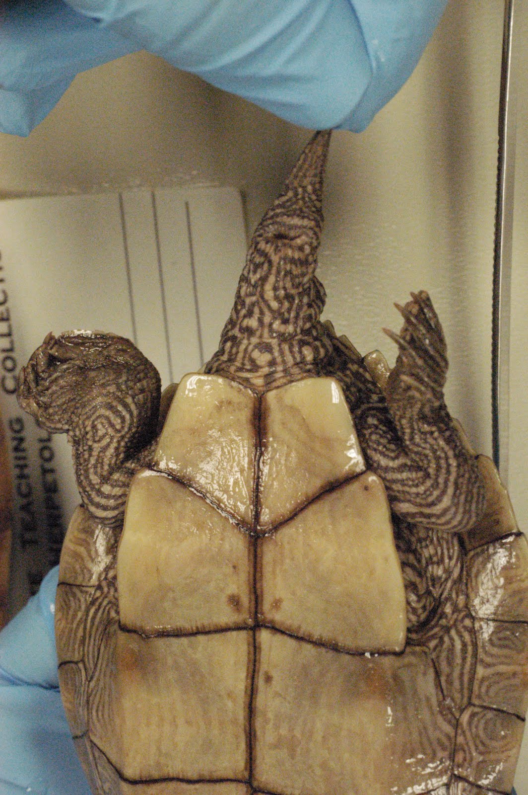 Biology of the Reptilia: Lab 2: Testudines (Brad and Michelle)