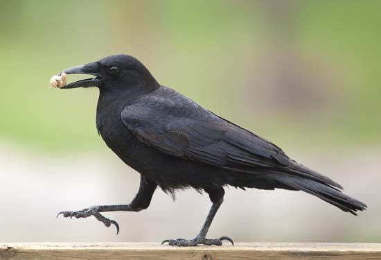 SUPER ANIMAL: Crow