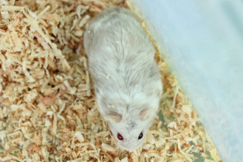 Jual Tikus Putih Mencit Hamster Landak Mini : Campbell Flip Flop ...