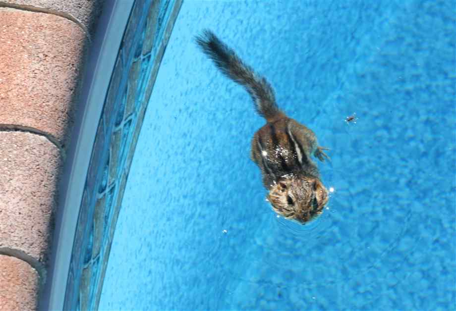 On the Road with The Chief: The Day I Saved Chip