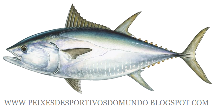 PEIXES DESPORTIVOS DO MUNDO: O ATUM RABILO - Thunnus thynnus (Linnaeus ...