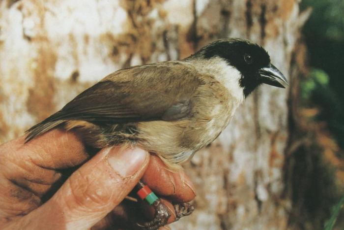 Poʻouli, spesies burung paling langka di dunia | Burung Gue Poʻouli, spesies burung paling langka di dunia | Burung Gue